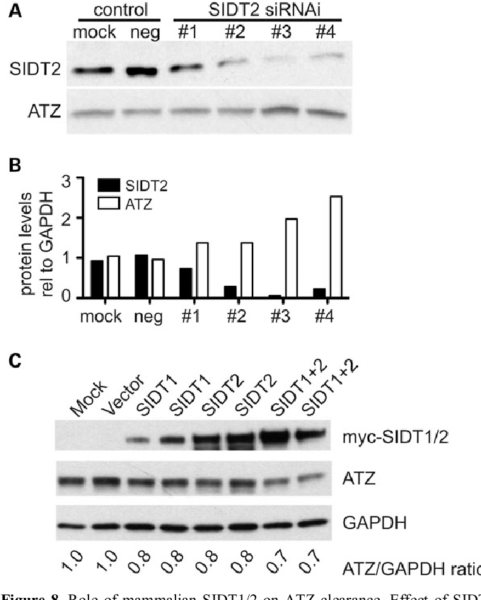 Figure 4 From A C Elegans Model Of Human α1 Antitrypsin Deficiency