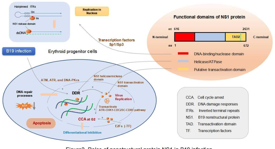 Figure 2 From New Insights Of Human Parvovirus B19 In Modulating