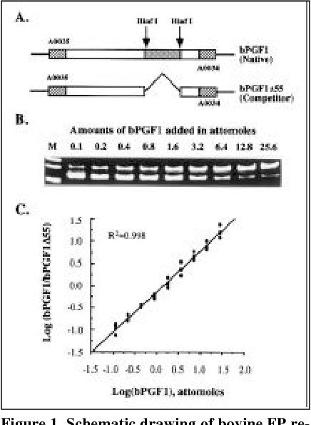 Figure 1 From Quantification Of Mrna Using Competitive Rt Pcr With