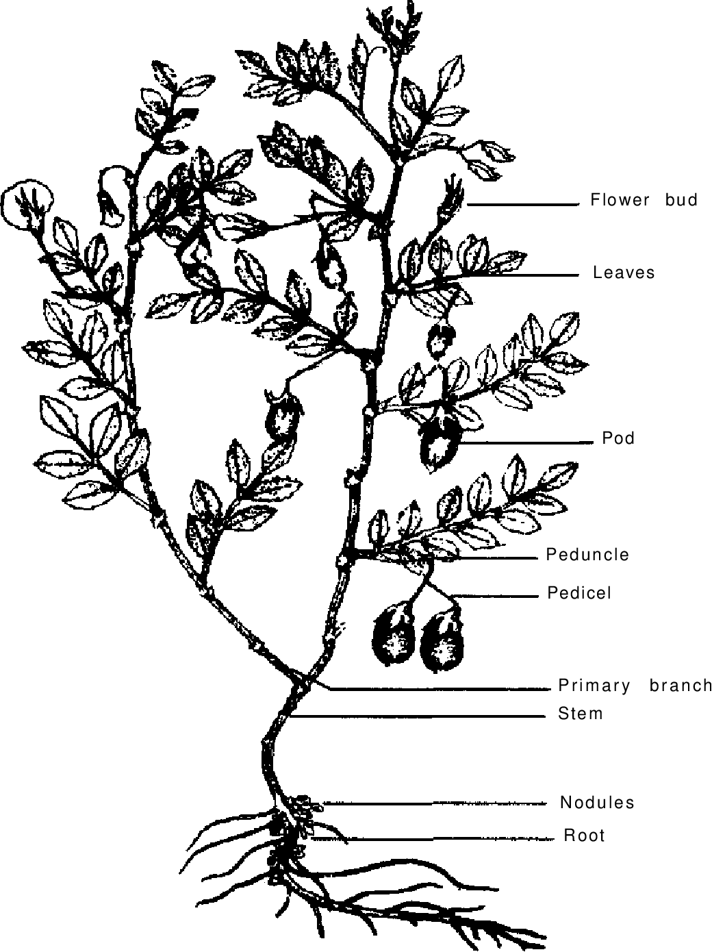 Pdf Chickpea Botany And Production Practices Semantic Scholar