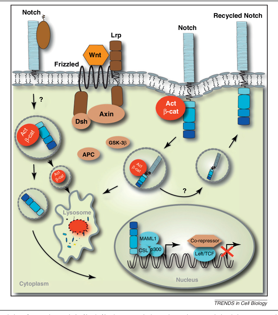 Figure 1 From Non Canonical Notch Signaling Emerging Role And