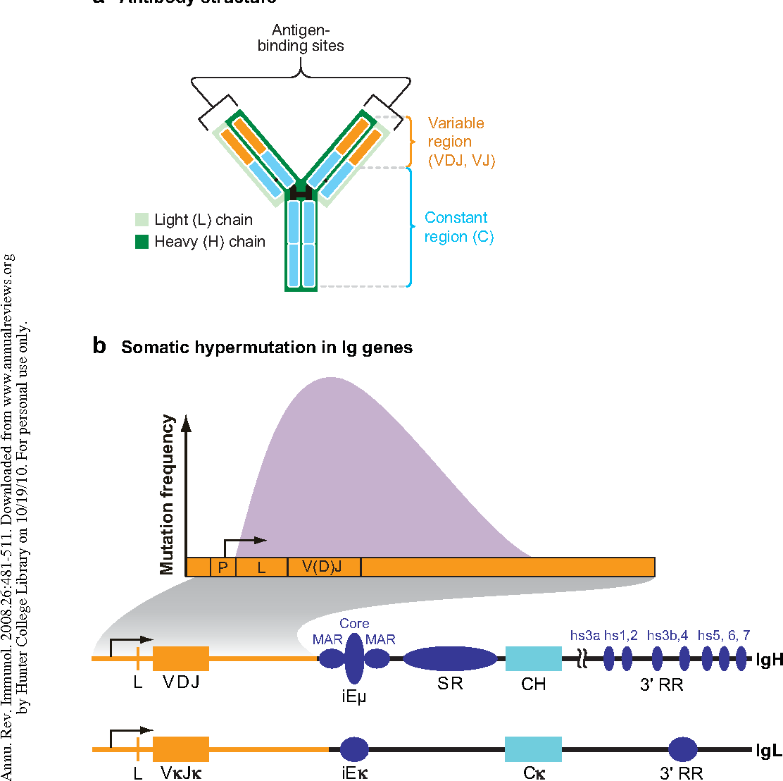 Figure 1 From The Biochemistry Of Somatic Hypermutation Semantic Scholar