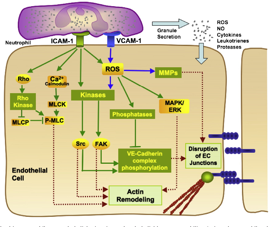 Figure 1 From Neutrophil Transmigration Focal Adhesion Kinase And