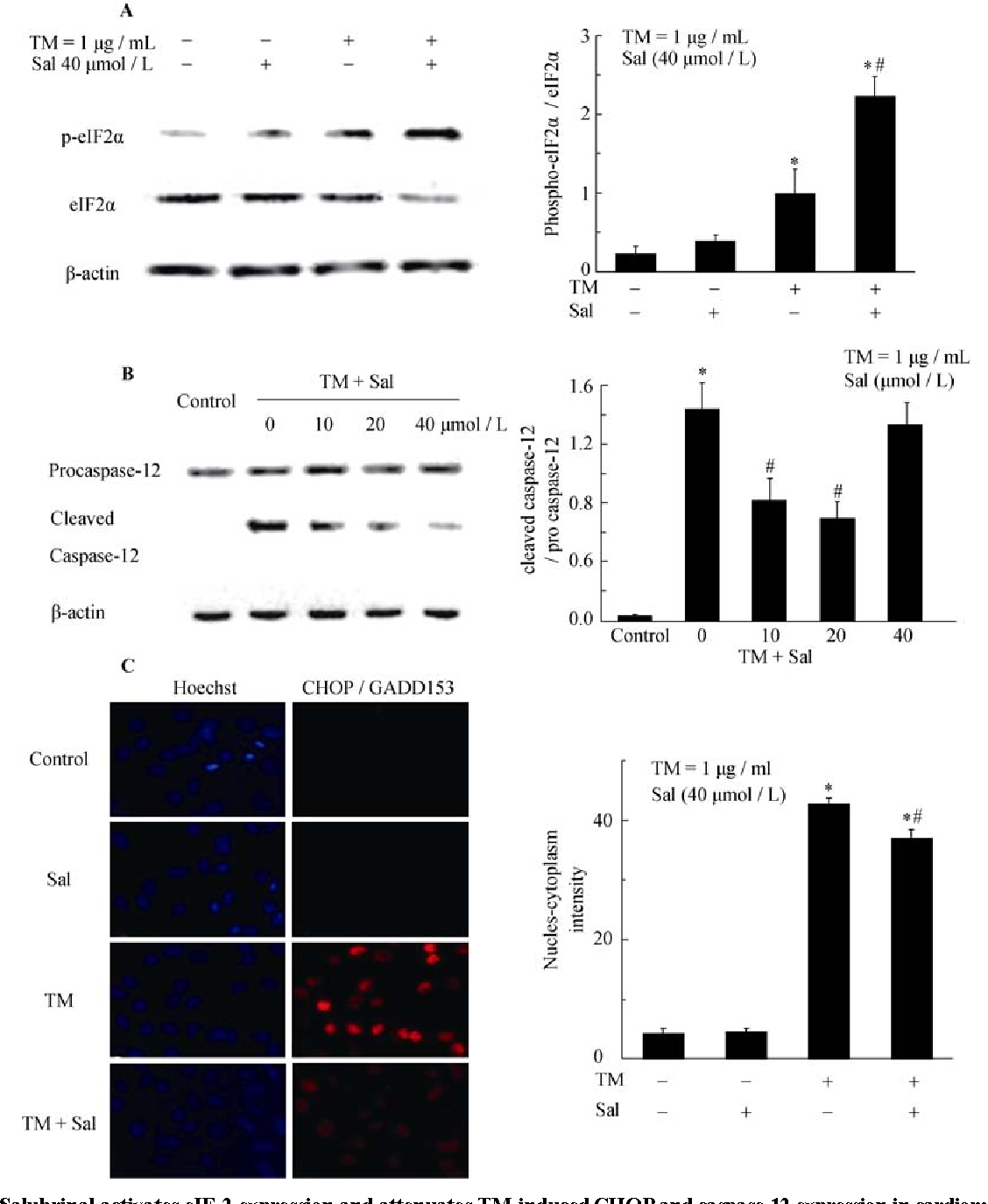 Figure 1 From Salubrinal Protects Against Tunicamycin And Hypoxia