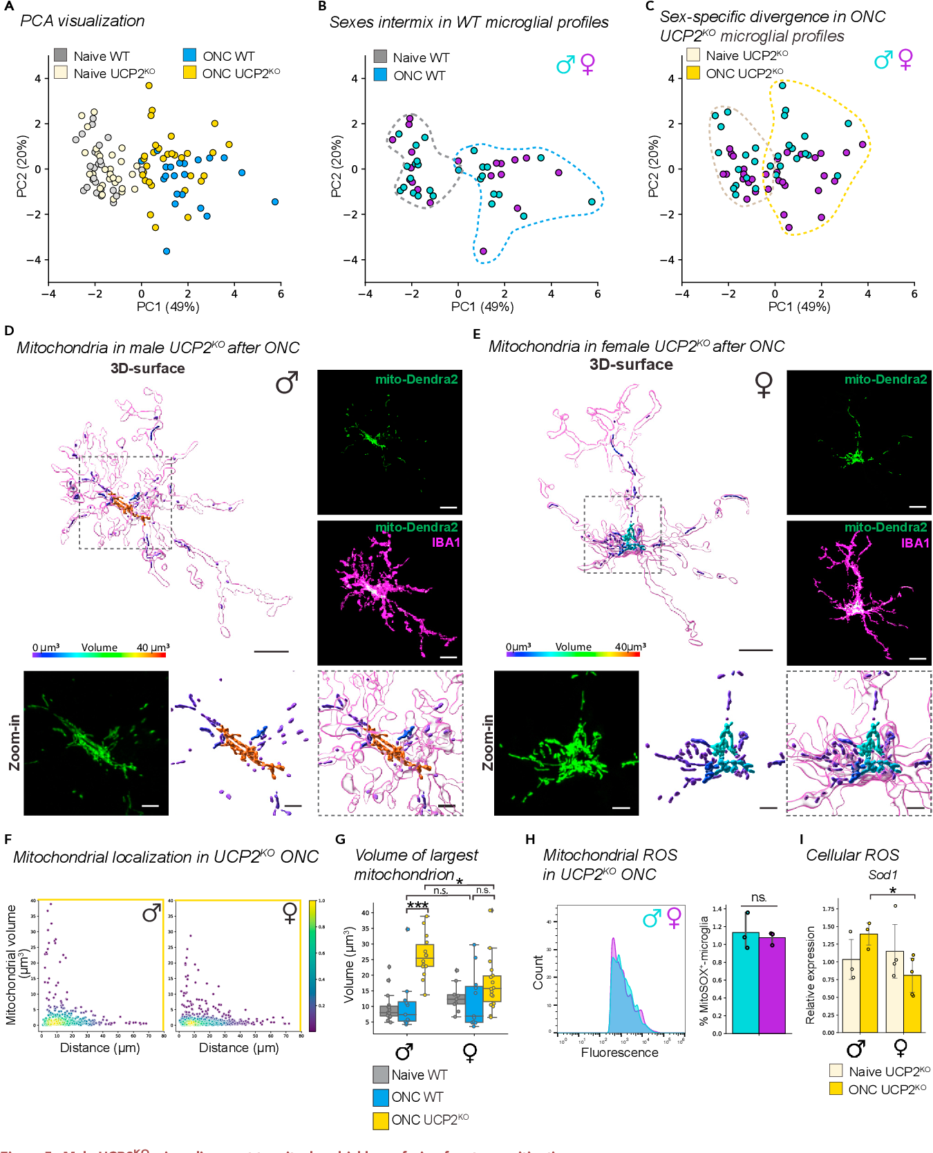 Figure 5 From Mitochondrial Network Adaptations Of Microglia Reveal Sex