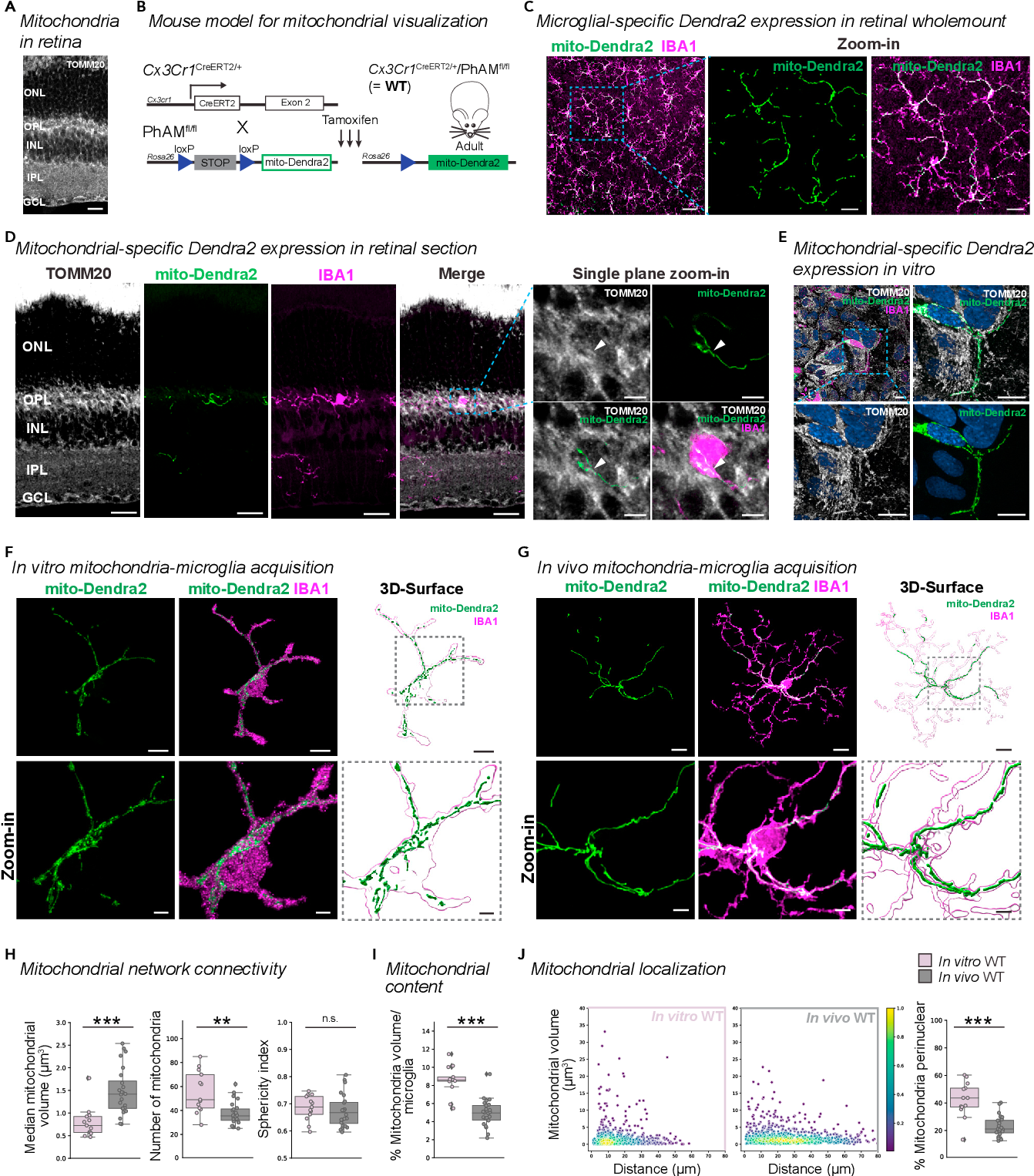 Figure 1 From Mitochondrial Network Adaptations Of Microglia Reveal Sex