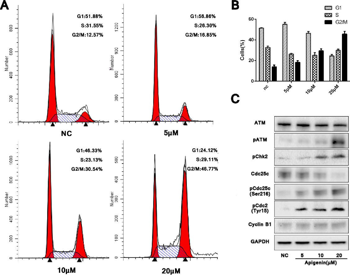 Figure 3 From Apigenin Inhibits Renal Cell Carcinoma Cell Proliferation