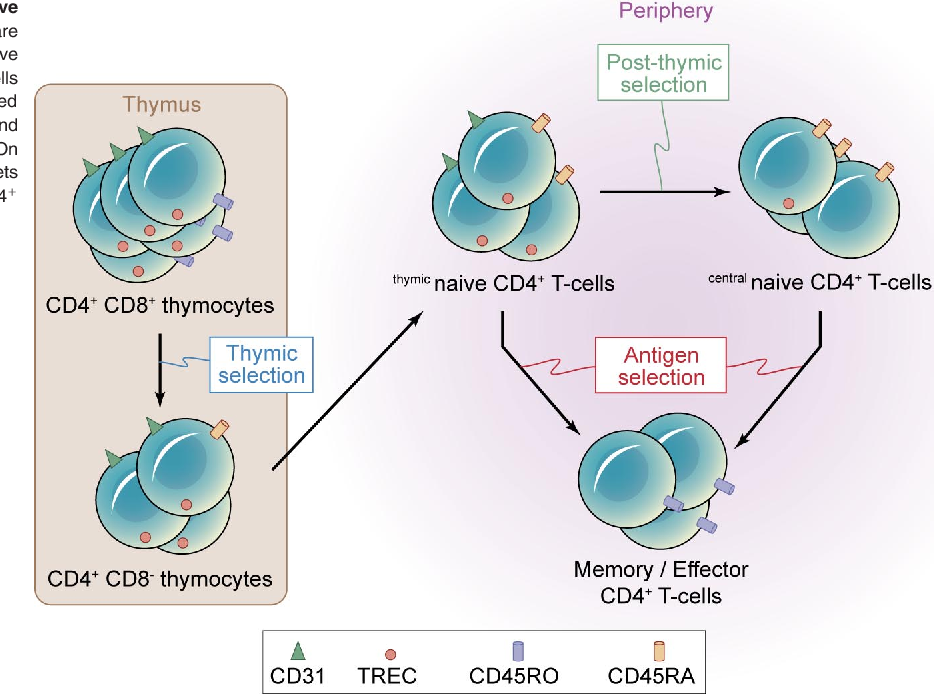 Figure 1 From Life After The Thymus Cd31 And Cd31 Human Naive Cd4 T