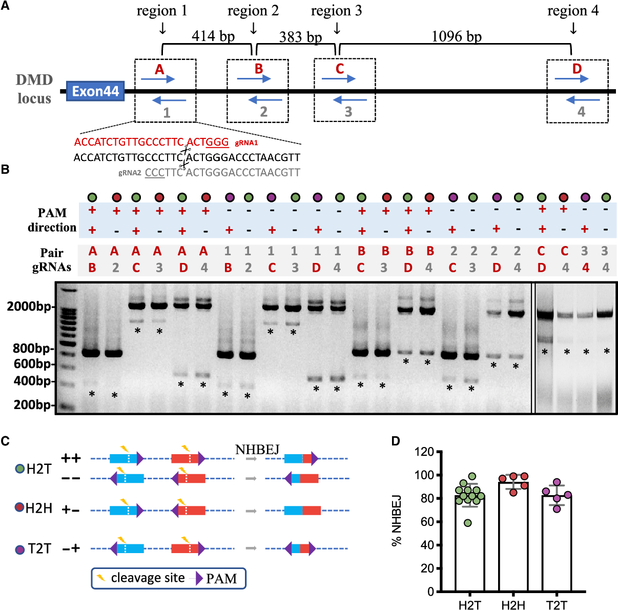 Pdf Efficient Correction Of Duchenne Muscular Dystrophy Mutations By