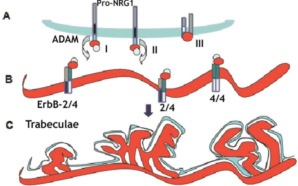 Pdf The Role Of The Neuregulin 1erbb Signaling Pathway In Cardiac