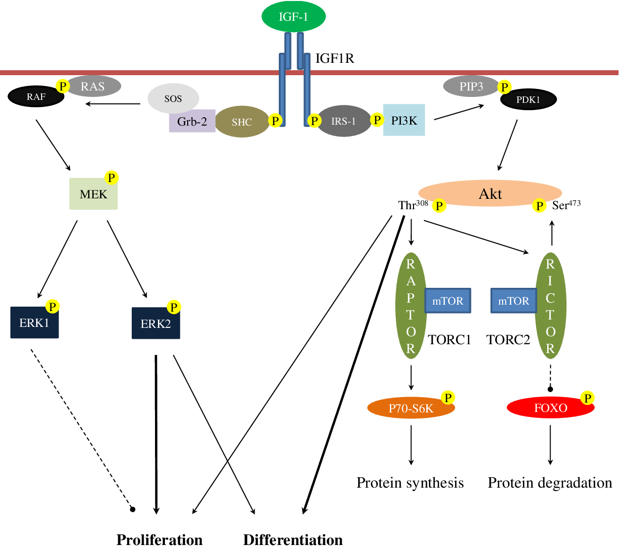 Regulation Of The Sexually Dimorphic Growth Of Skeletal Muscle By The