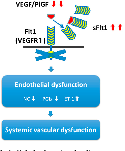 Figure 2 From Preeclampsia Maternal Systemic Vascular Disorder Caused