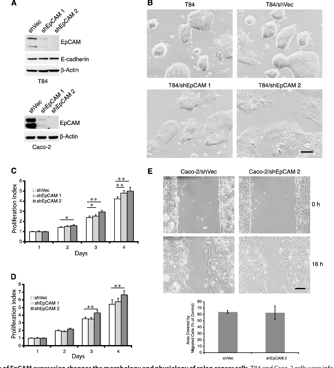 Figure 1 From Epithelial Cell Adhesion Molecule Epcam Regulates