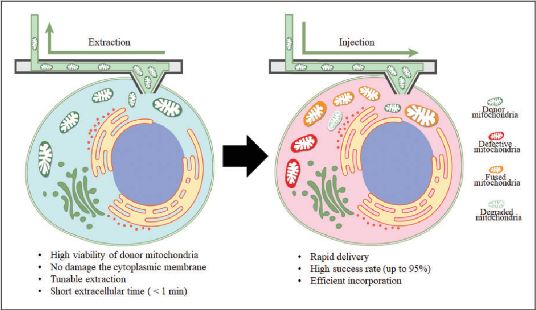 Mitochondria Transplantationtransfer Between Single Cells Semantic