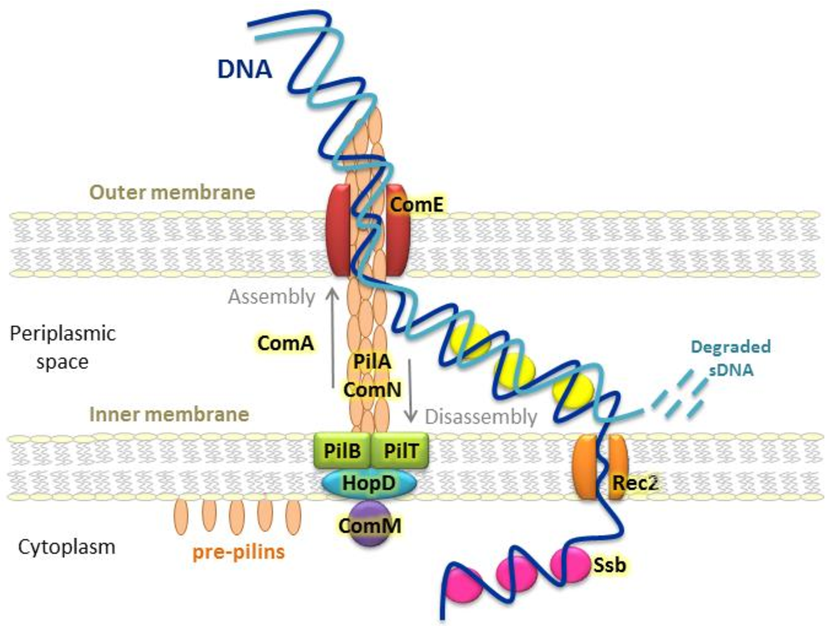 Regulation Of Competence Gene Homologs In Salmonella Enterica Serovar