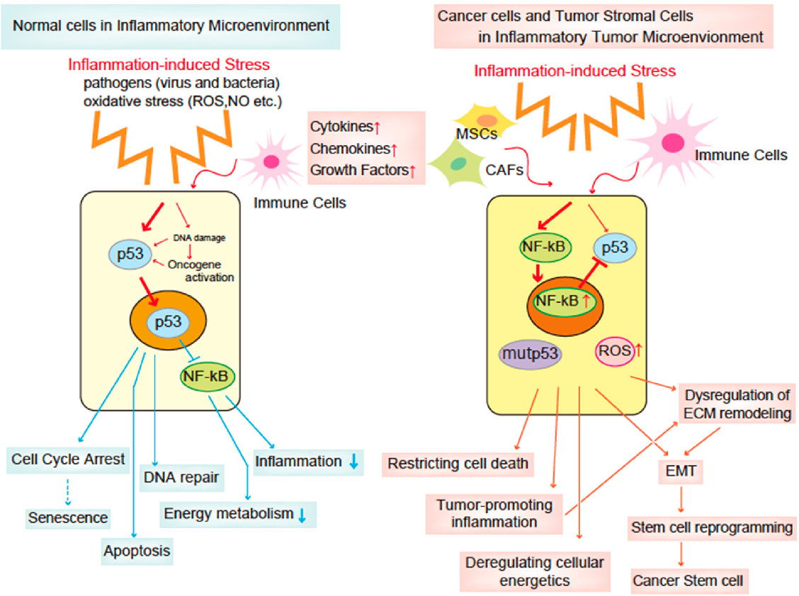 Tumor Suppressor Genes Semantic Scholar