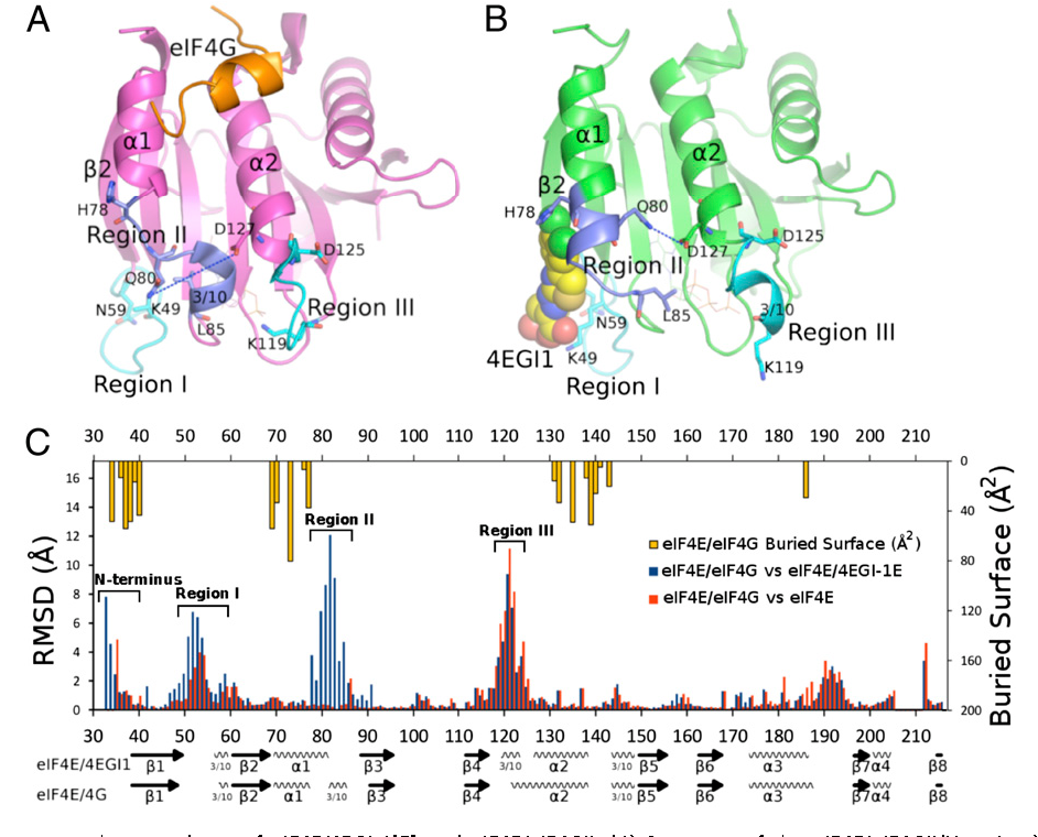 Figure 4 From Structure Of The Eukaryotic Translation Initiation Factor