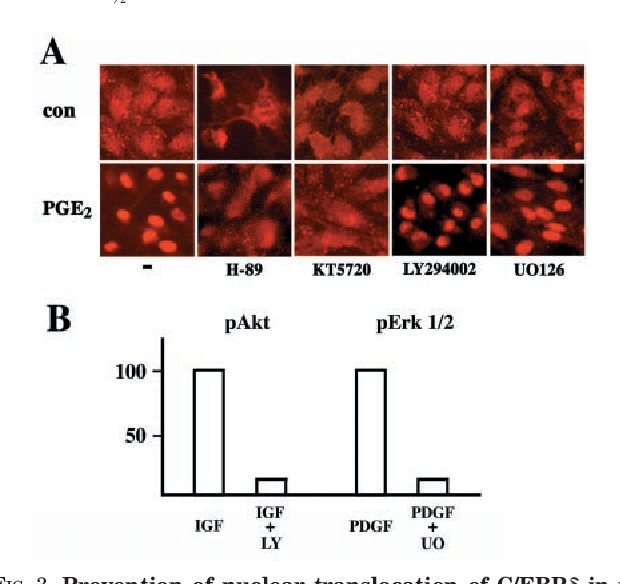 Figure 2 From Regulated Nuclear Cytoplasmic Localization Of Ccaat