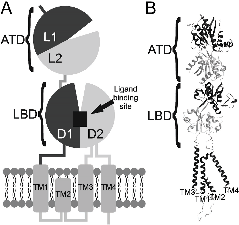 Dynamics Of The Ligand Binding Domains Of Ionotropic Glutamate