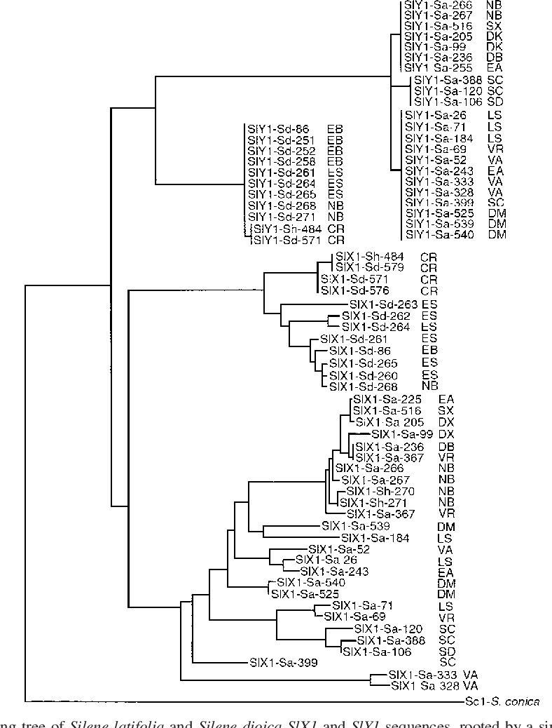 Figure 1 From Dna Diversity In Sex Linked And Autosomal Genes Of The