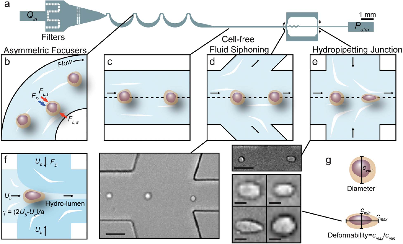 Figure 1 From Pinched Flow Hydrodynamic Stretching Of Single Cells