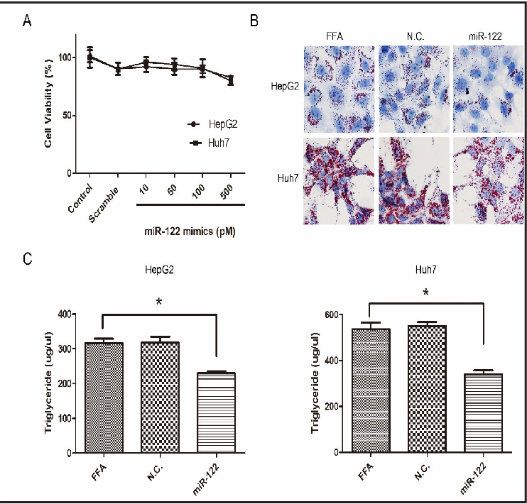 Figure 2 From Microrna 122 Inhibits Lipid Droplet Formation And Hepatic