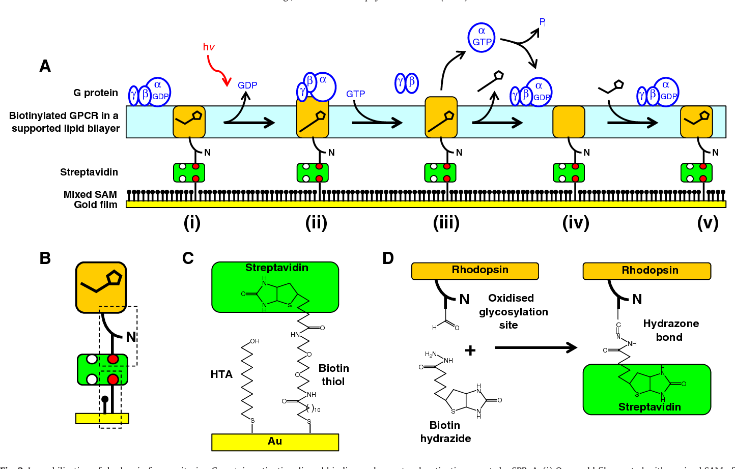 Pdf Surface Plasmon Resonance Spectroscopy For Characterisation Of