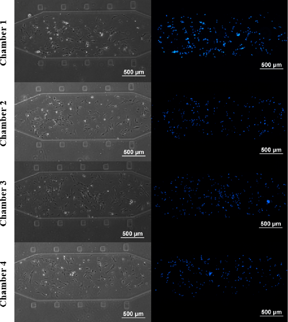 Figure 1 From Fluid Flow Shear Stress Stimulation On A Multiplex