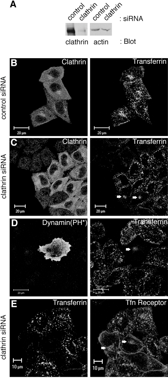 Figure 1 From The Adaptor Complex Ap 2 Regulates Post Endocytic