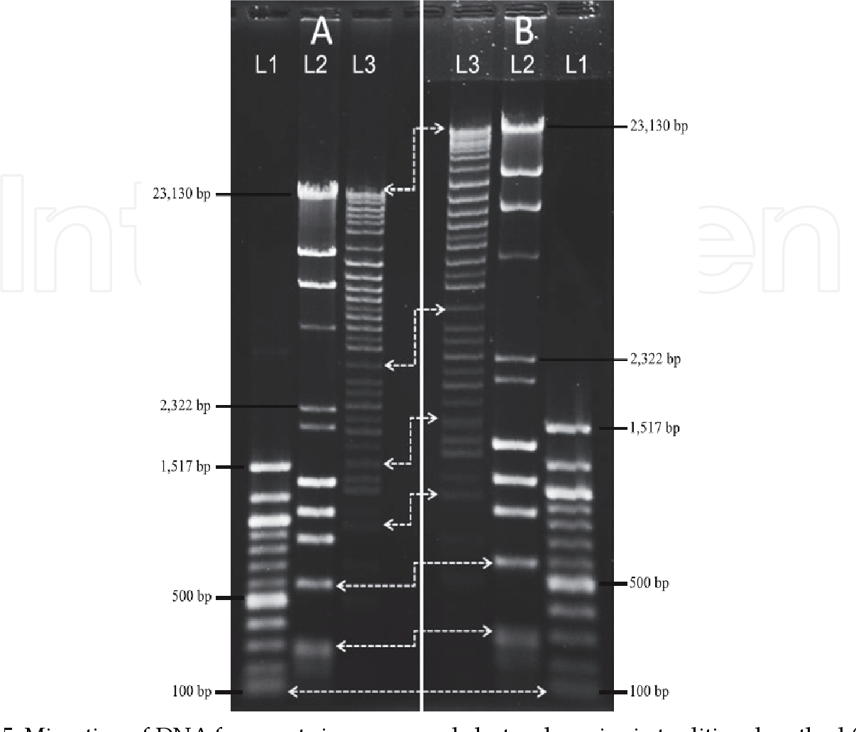 Figure 1 From Discriminatory Power Of Agarose Gel Electrophoresis In