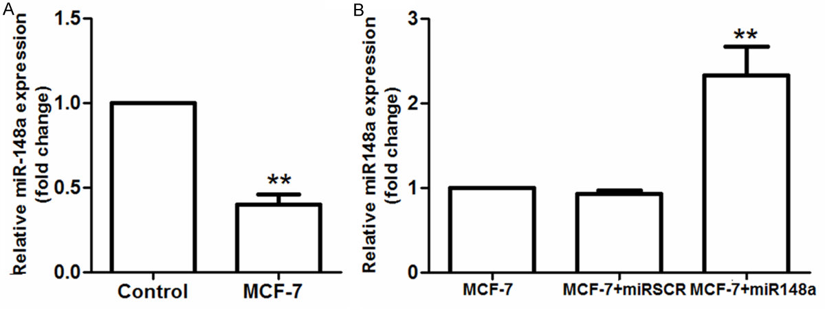 Pdf Mir 148 A Overexpression Inhibits Cell Proliferation And Induces