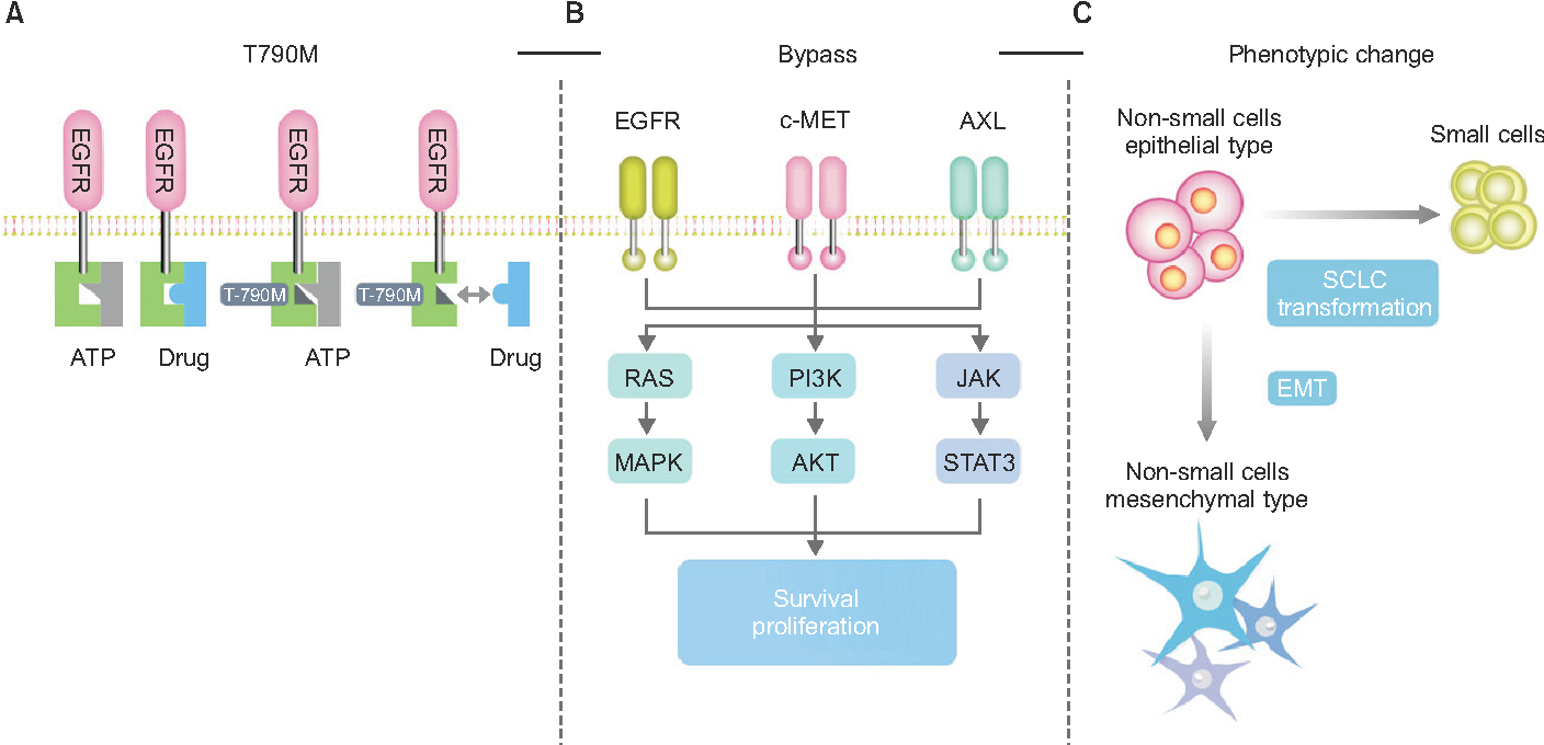 Receptor Tyrosine Kinase Cancer