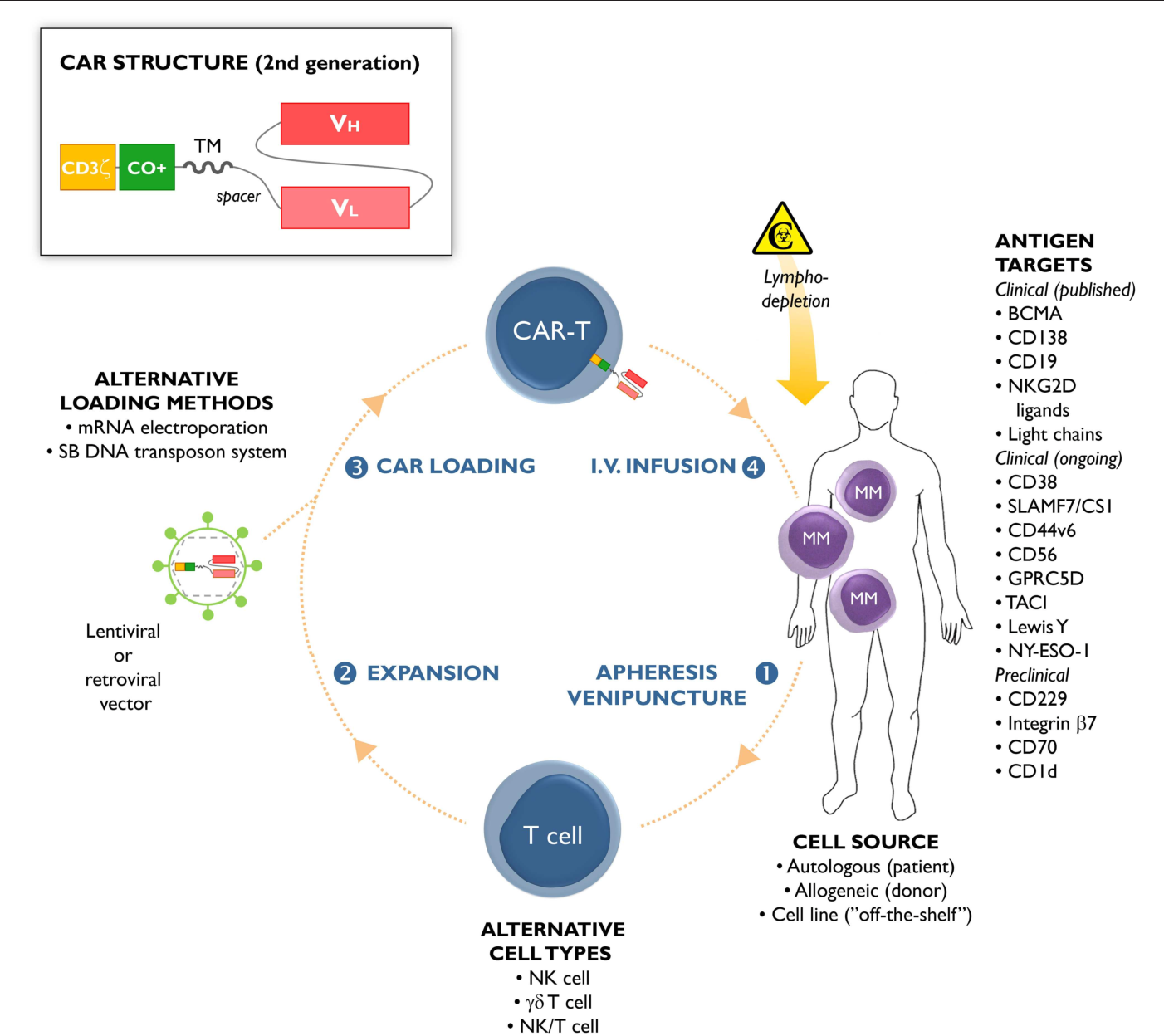 Chimeric Antigen Receptor Modified T Cell Therapy In Multiple Myeloma