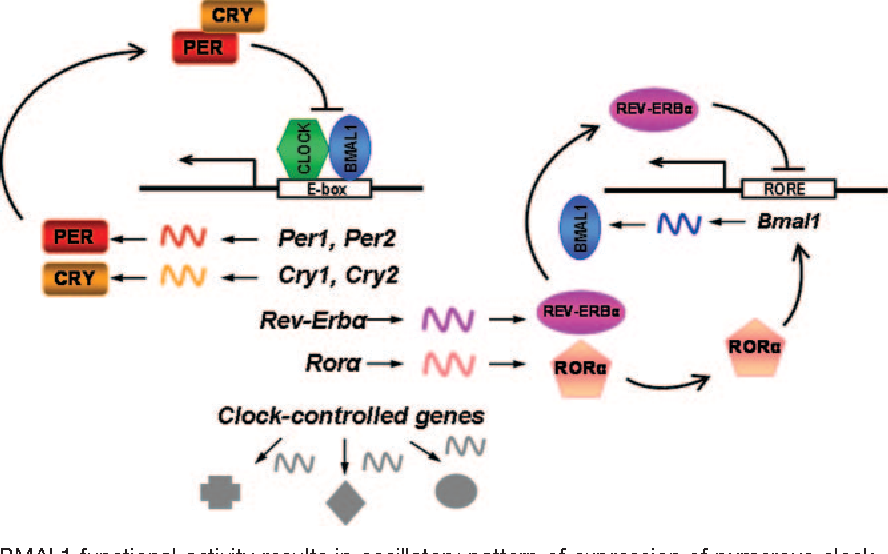 Figure 1 From Circadian Proteins And Genotoxic Stress Circadian Clocks