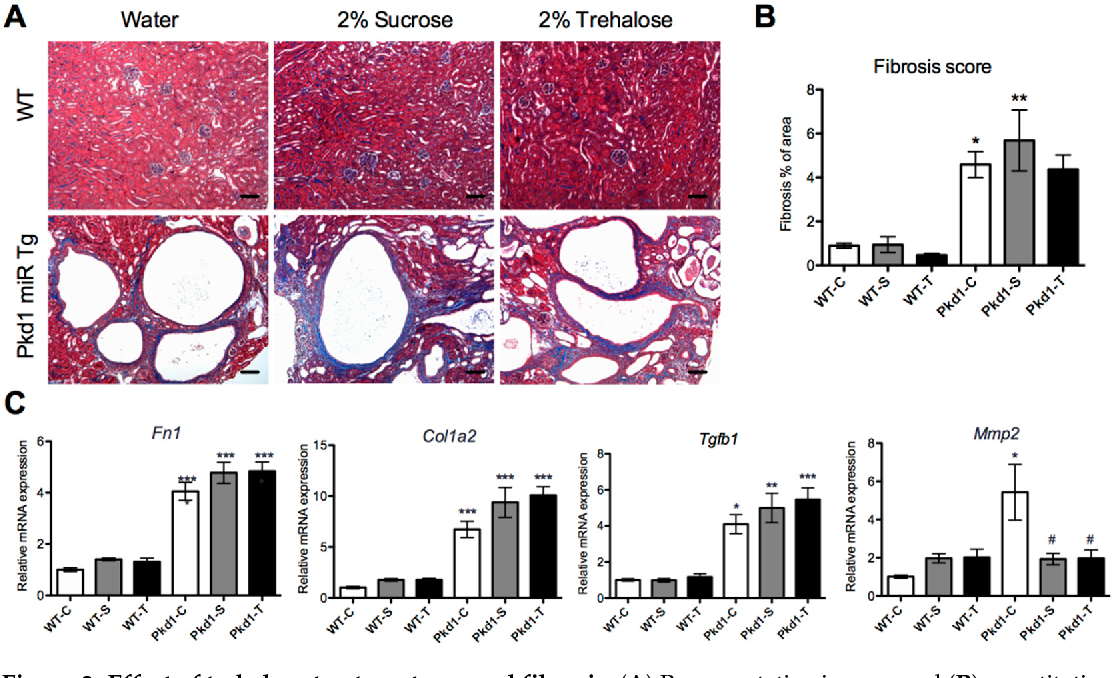 Figure 1 From Effect Of Trehalose Supplementation On Autophagy And