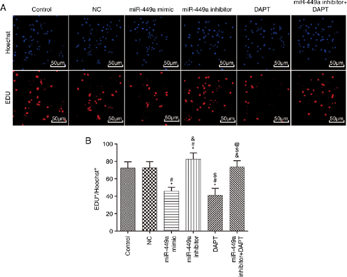 Figure 3 From Effect Of Mir‑449a‑mediated Notch Signaling Pathway On