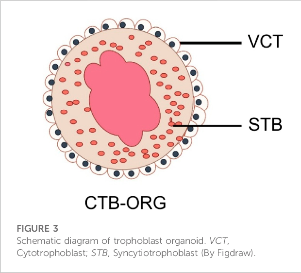 Pdf Exploring Maternal Fetal Interface With In Vitro Placental And