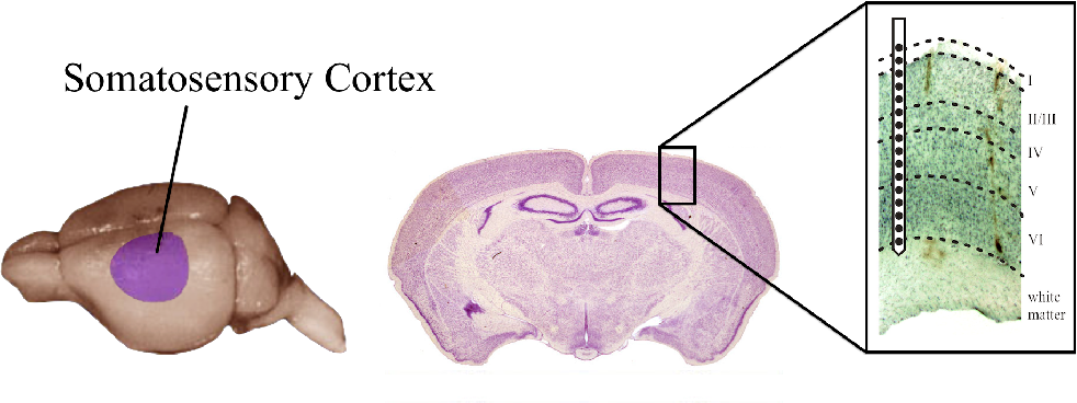 Figure 45 From Blind Source Separation Applied To The Analysis Of Rat