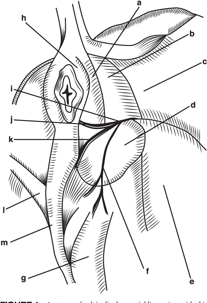 What Is A Perineal Hernia In Dogs