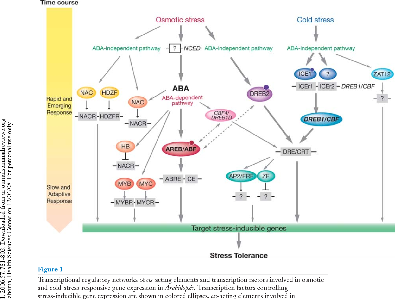 Transcriptional Regulatory Networks In Cellular Responses And Tolerance