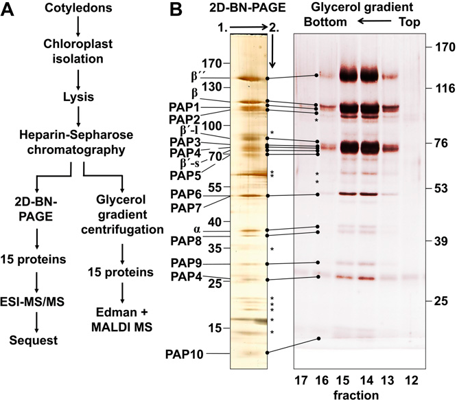 Pdf Identification Of Essential Subunits In The Plastid Encoded Rna