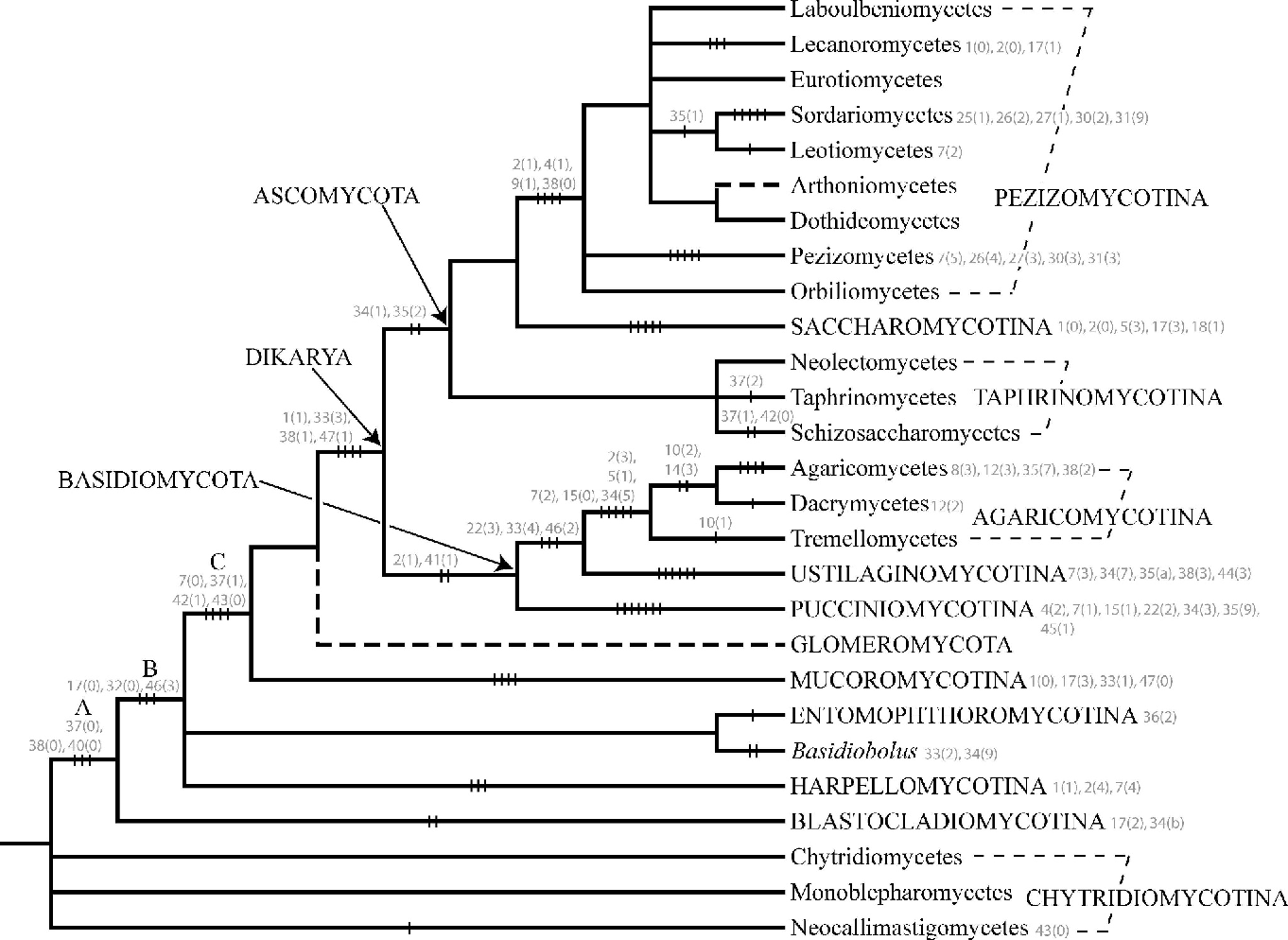 Pdf Assembling The Fungal Tree Of Life Constructing The Structural