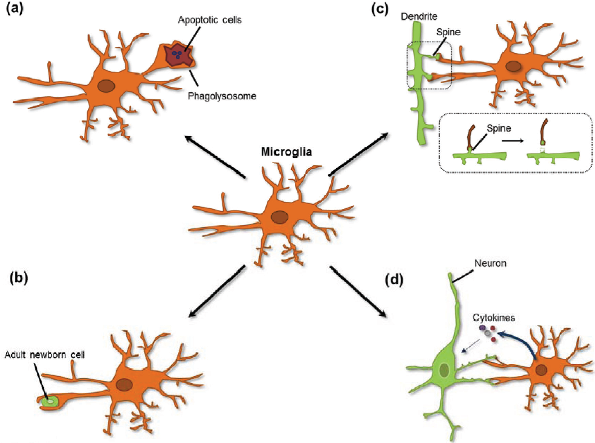 Pdf Contributions Of Microglia To Structural Synaptic Plasticity