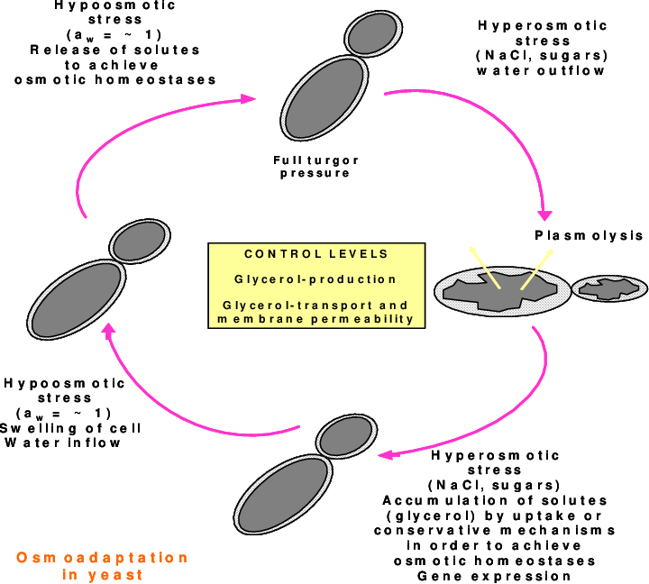 The Osmotic Stress Response Of Basidiomycetous Yeasts Semantic Scholar