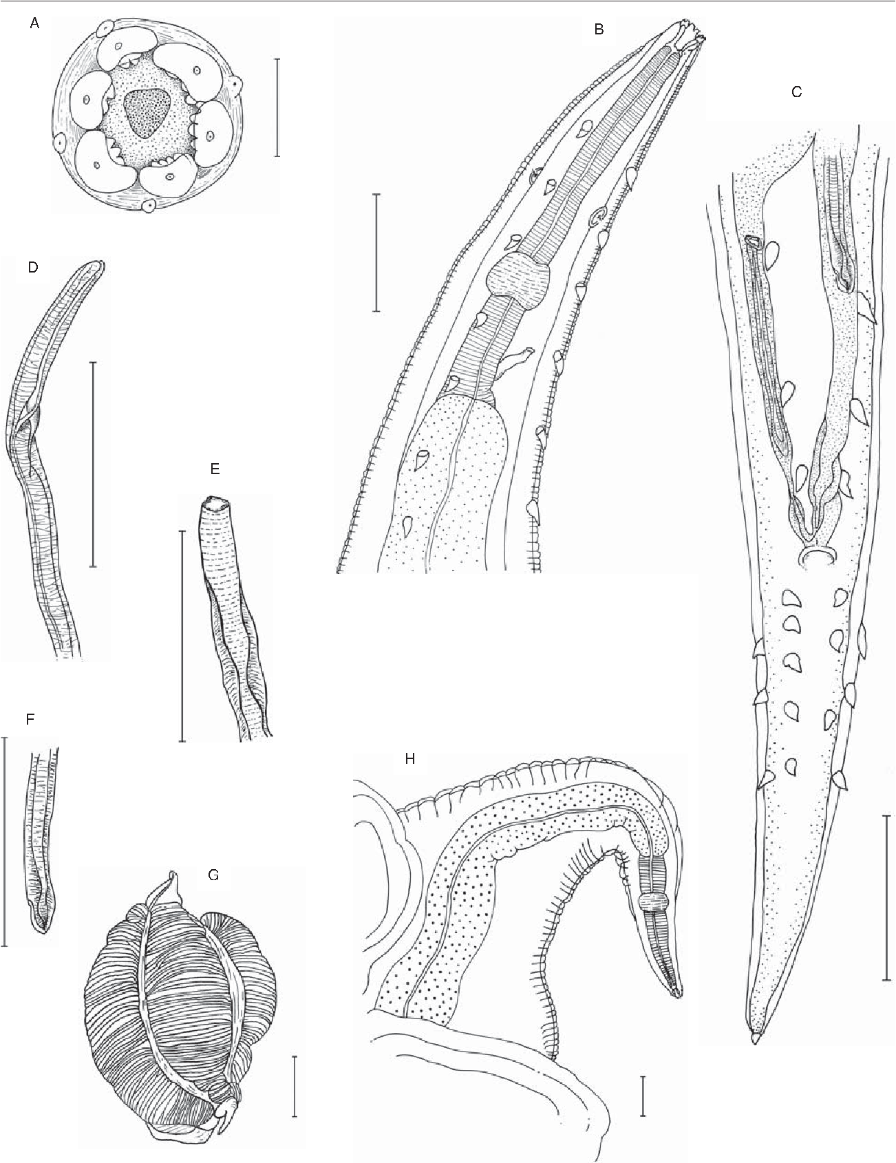 Figure 3 From Tetrameres Numida N Sp Nematoda Tetrameridae From