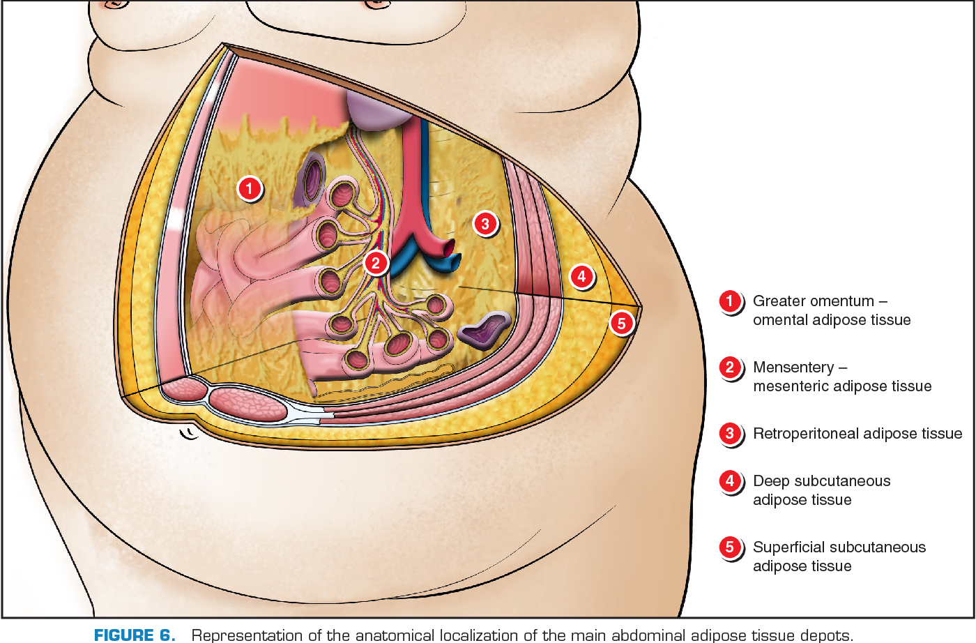 Figure 6 From Pathophysiology Of Human Visceral Obesity An Update