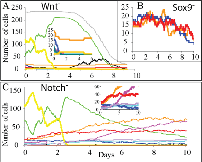 Figure 2 From Modelling The Spatio Temporal Cell Dynamics Reveals Novel