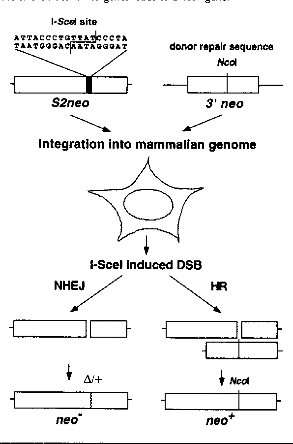 Figure 2 From Double Strand Break Induced Homologous Recombination In