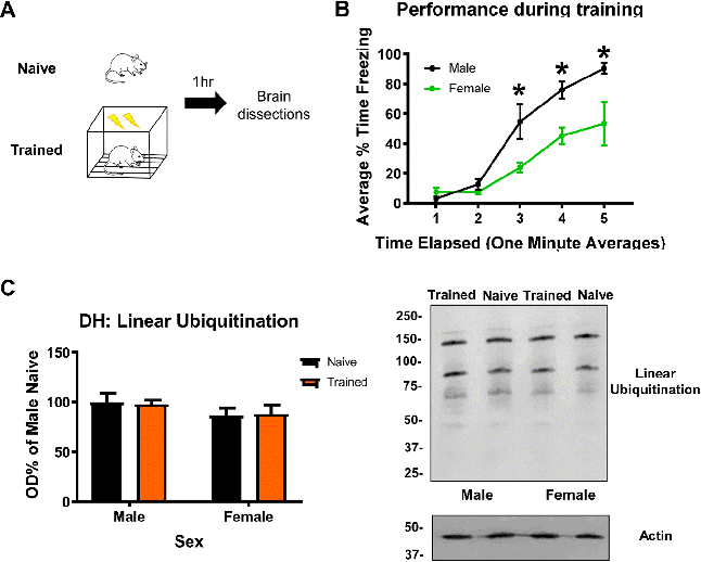 Figure 1 From Sex Differences In Linear Polyubiquitination In The