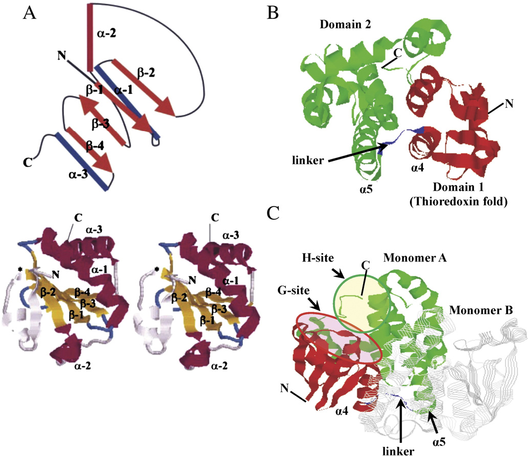 Glutathione S Transférase